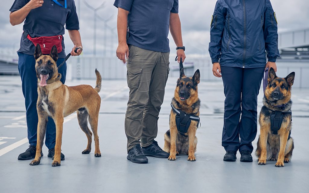 Canine Teams in Air Cargo Screening - CFS